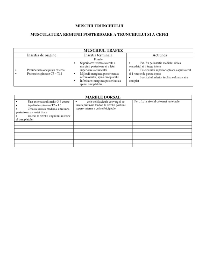 MUSCHIUL TRAPEZ