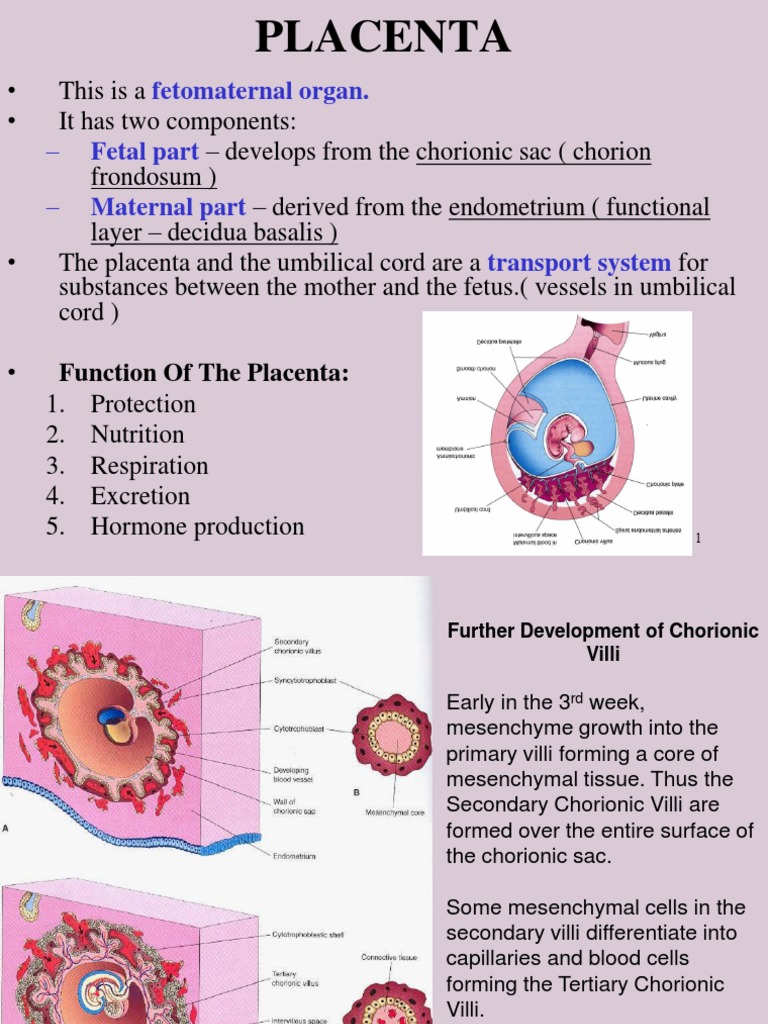 10 - Placenta | PDF | Placenta | Fetus
