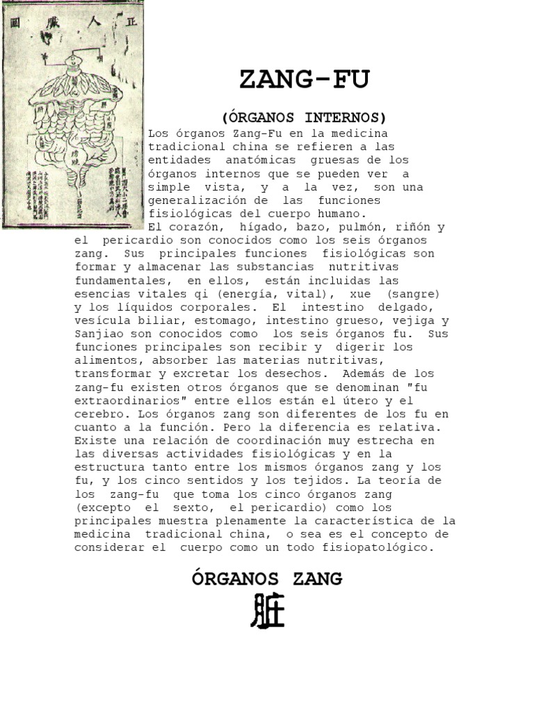 ZANG-Fu Organos y Viceras | PDF | Hígado | Digestión