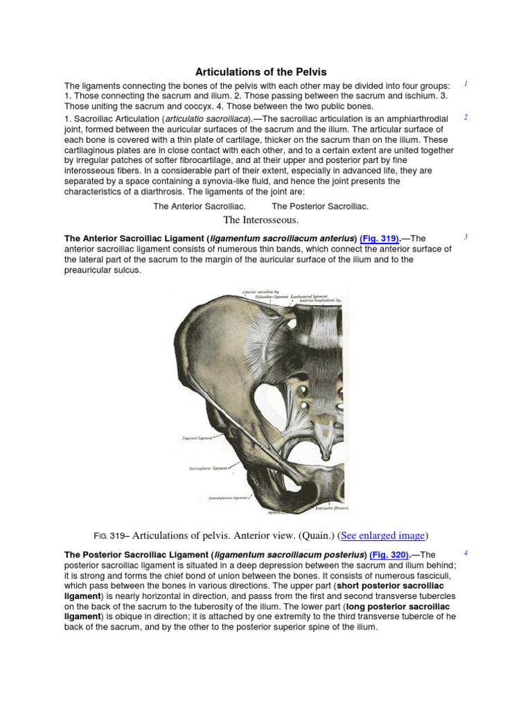 Articulations of The Pelvis | PDF | Pelvis | Human Anatomy