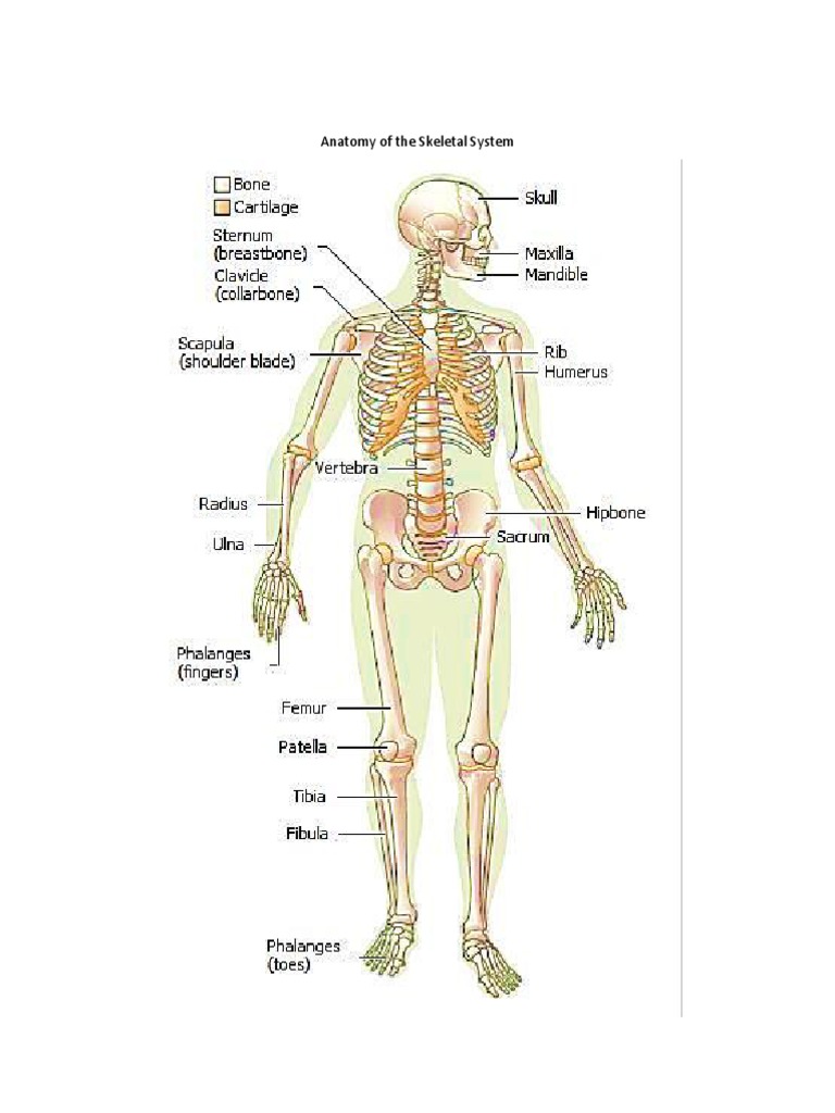 Anatomy of the Human Skeletal System | PDF | Pelvis | Vertebral Column