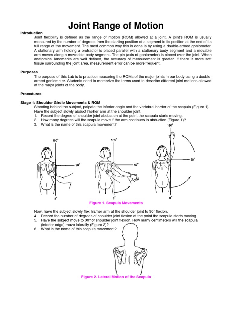Lab PDF | PDF | Anatomical Terms Of Motion | Joints