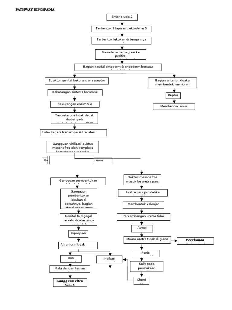 Pathway Hipospadia | PDF