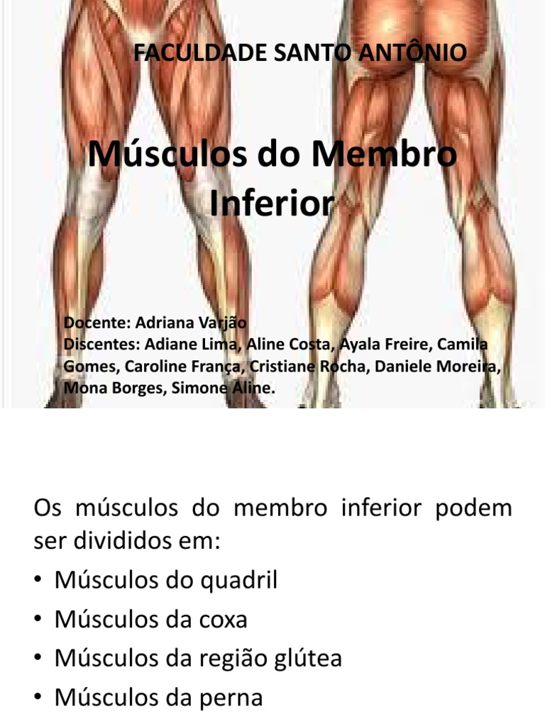 Músculos Do Membro Inferior | PDF | Joelho | Membros (anatomia)