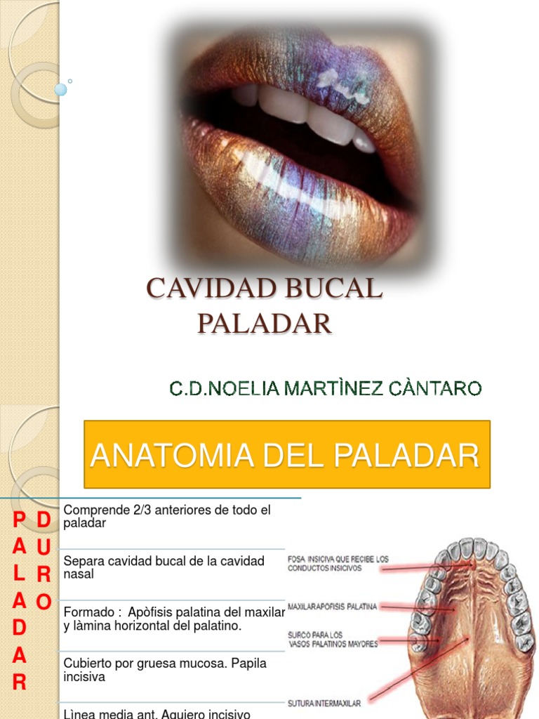 Cavidad Bucal Paladar | PDF | Cabeza y cuello humanos | Anatomía humana