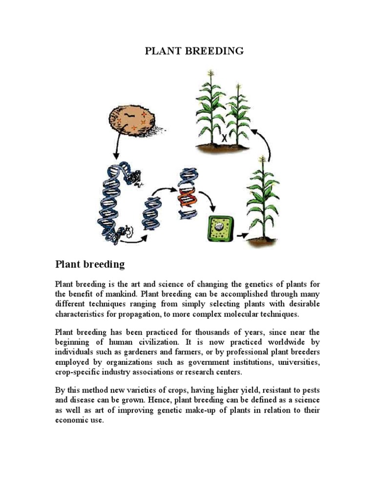 Plant Breeding | Plant Breeding | Genetic Engineering