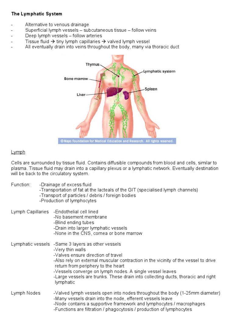 The Lymphatic System Summary | Lymphatic System | Lymph
