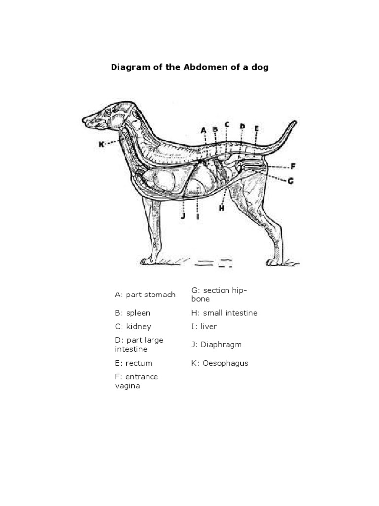 Diagram of The Abdomen of A Dog | PDF | Wellness