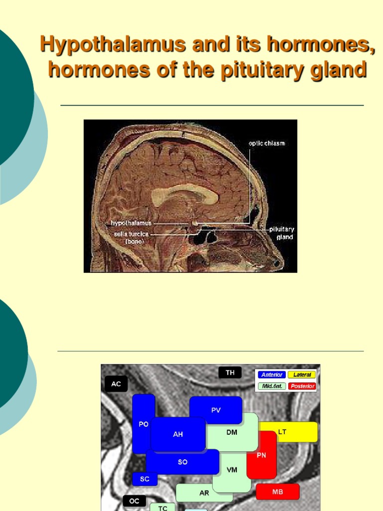 Hypothalamus | Neuroendocrinology | Hypothalamus