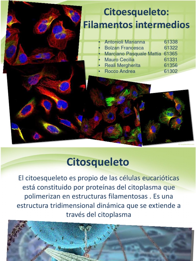 Filamentos Intermedios Definitivo | PDF | Citoesqueleto | Biología Celular)