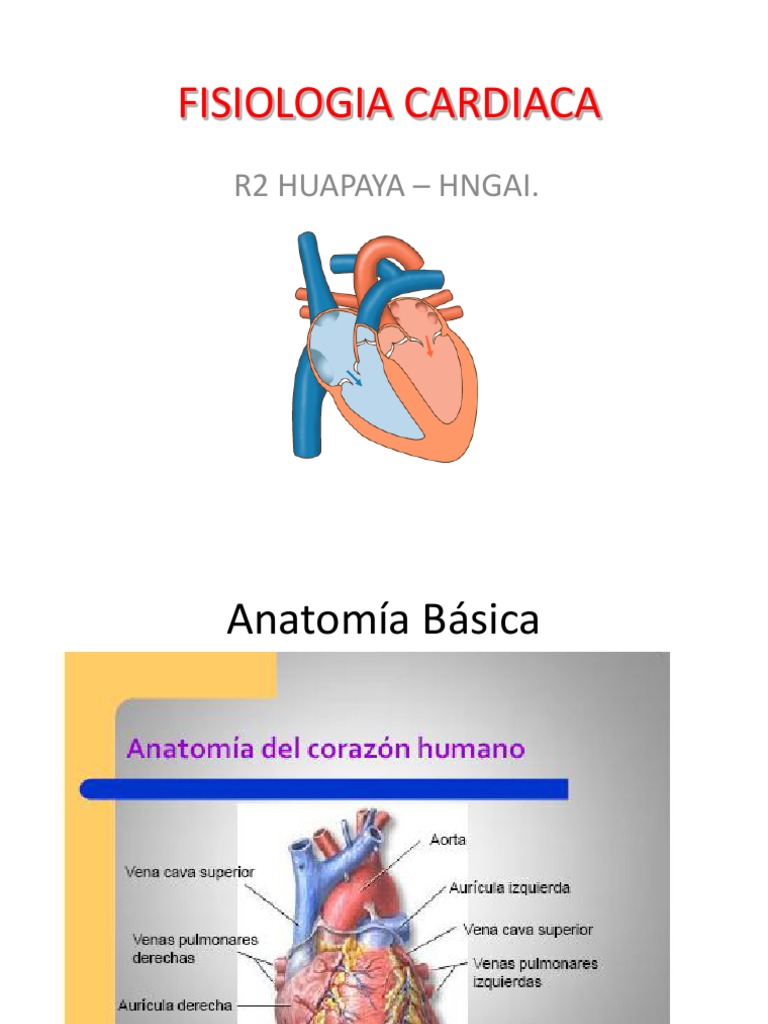 Fisiologia-Cardiaca.pps | Corazón | Metabolismo