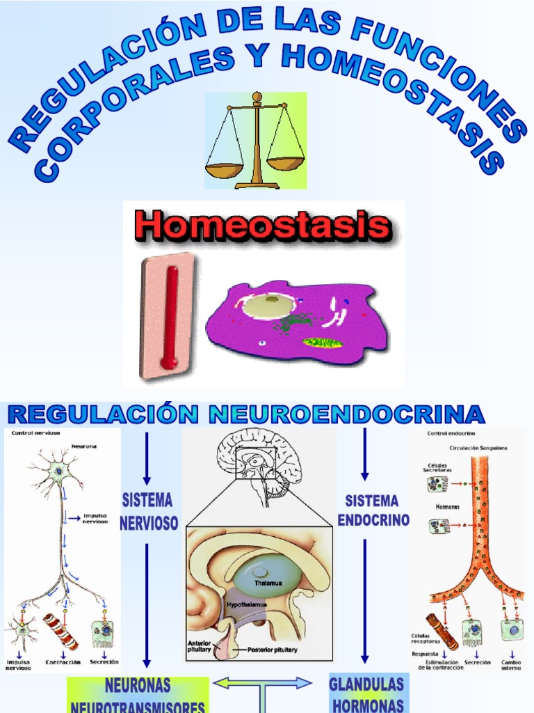 Homeostasis y Equilibrio Interno | PDF | Termorregulación | Homeostasis