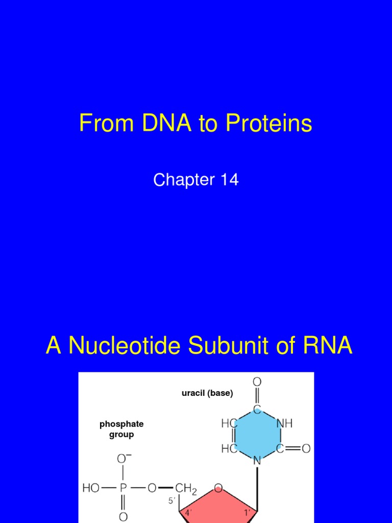 DNA To Proteins | PDF | Directionality (Molecular Biology) | Rna