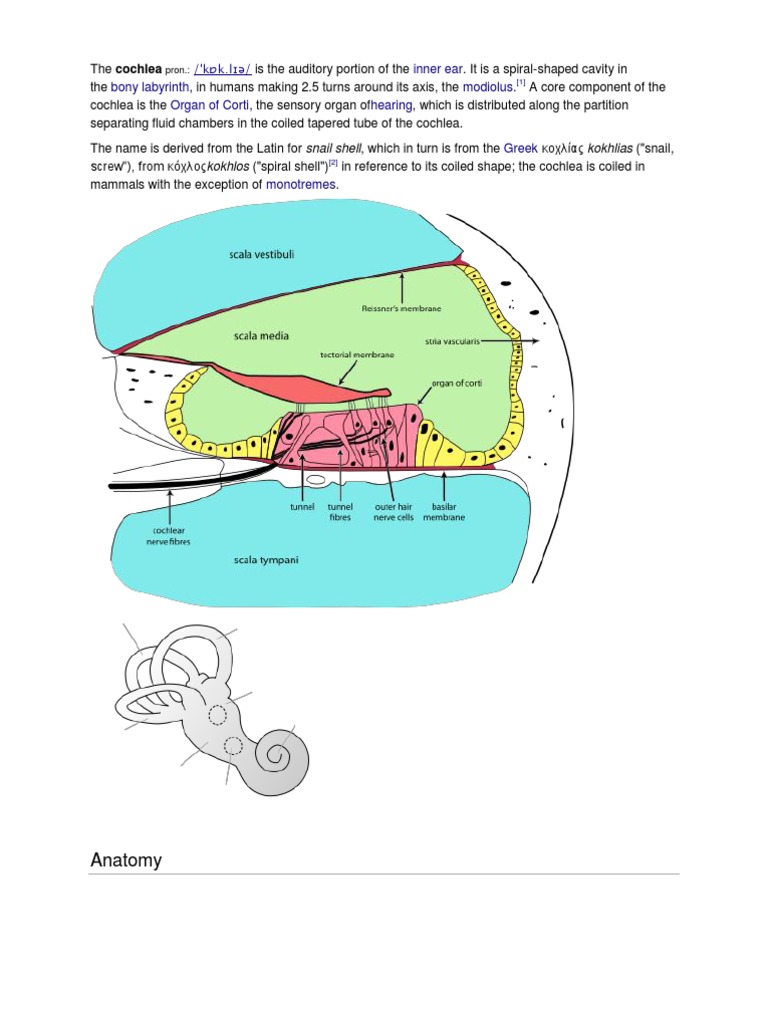 Anatomy: / Kɒk - Lɪə/ Inner Ear Bony Labyrinth Modiolus Organ of Corti ...