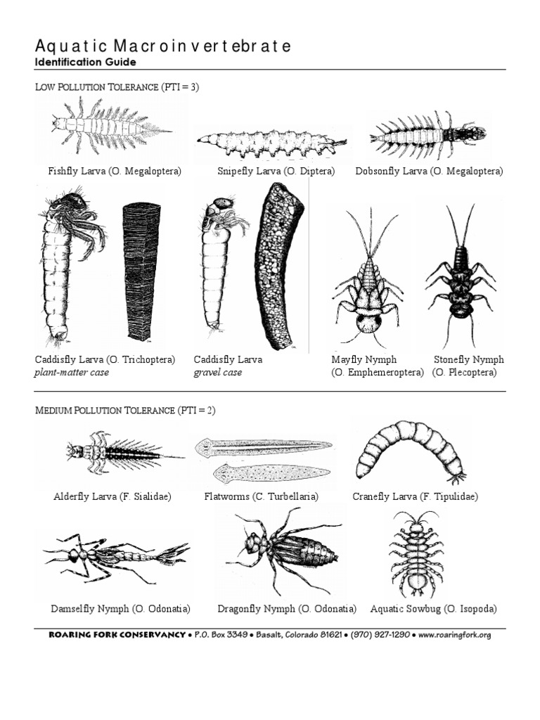 Aquatic Invertebrate Sheet | PDF