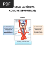 Región Carotidea | PDF | Arteria carótida común | Anatomía humana