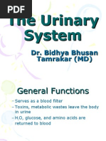 Urinary System | PDF | Kidney | Urinary System