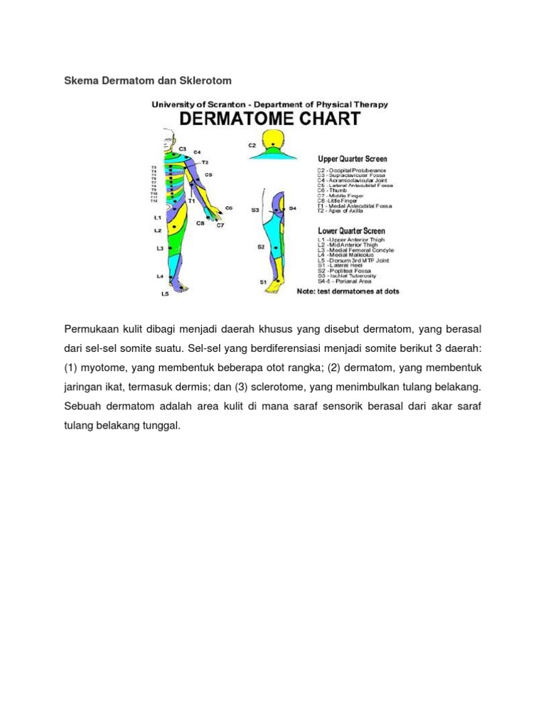 Peta Dermatom dan Sklerotom Manusia | PDF