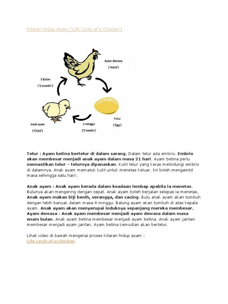Kitaran Hidup Ayam | PDF
