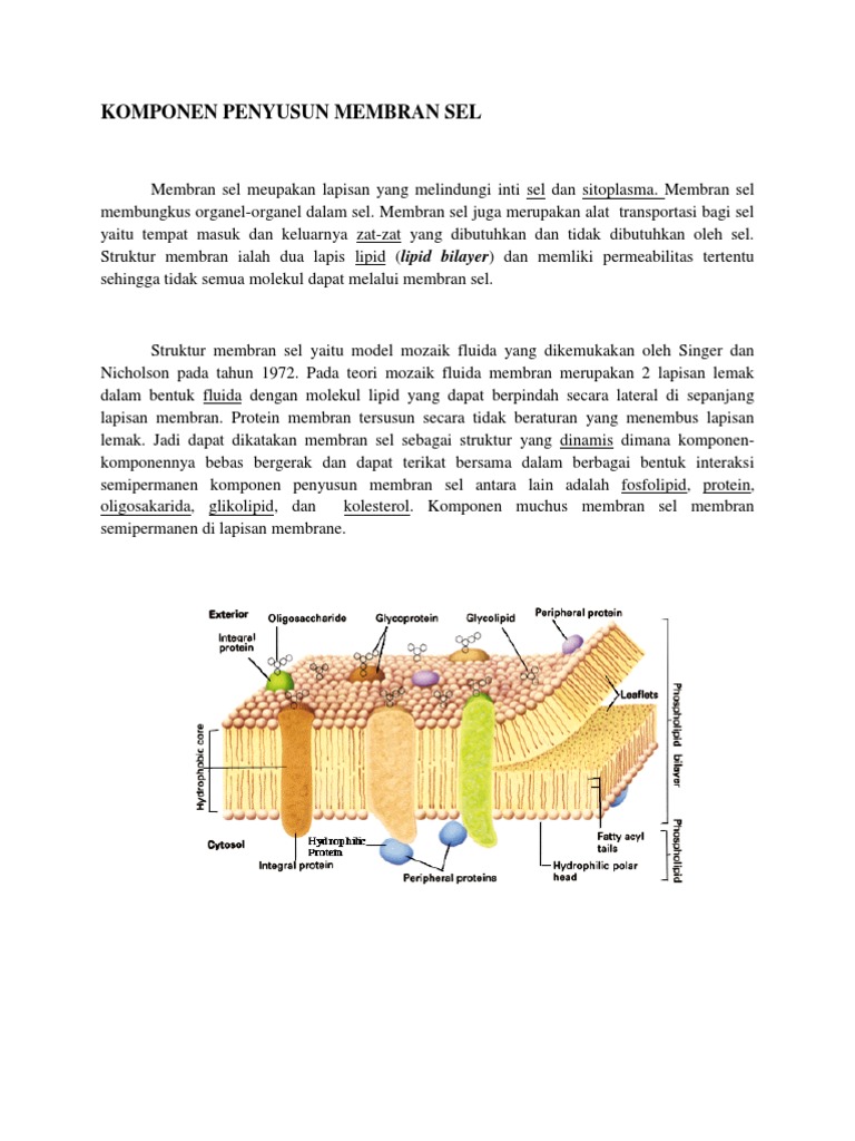 Komponen Penyusun Membran Sel | PDF