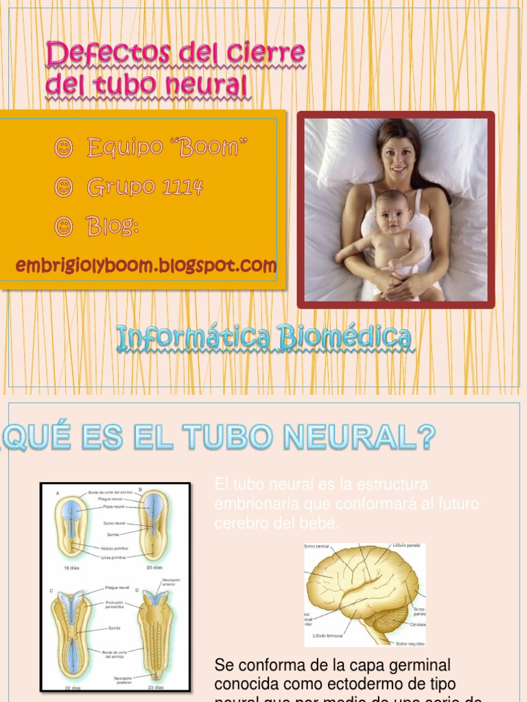 Defectos del tubo neural: causas, tipos y prevención de malformaciones ...