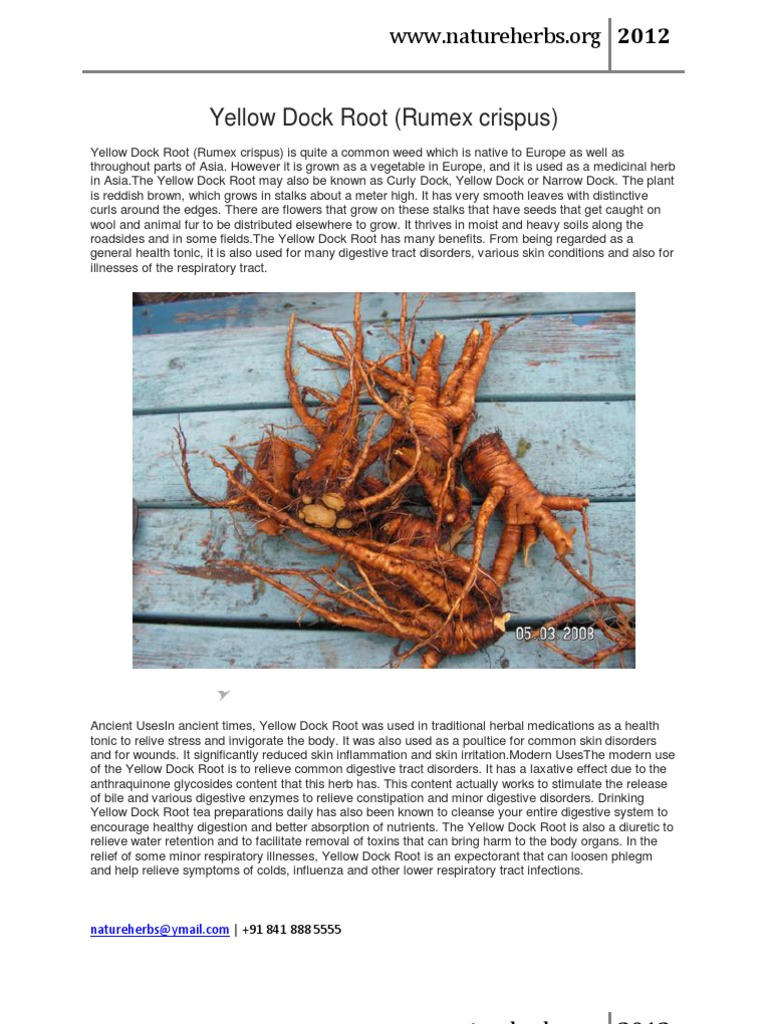 Yellow Dock Root | PDF | Plants | Medicine