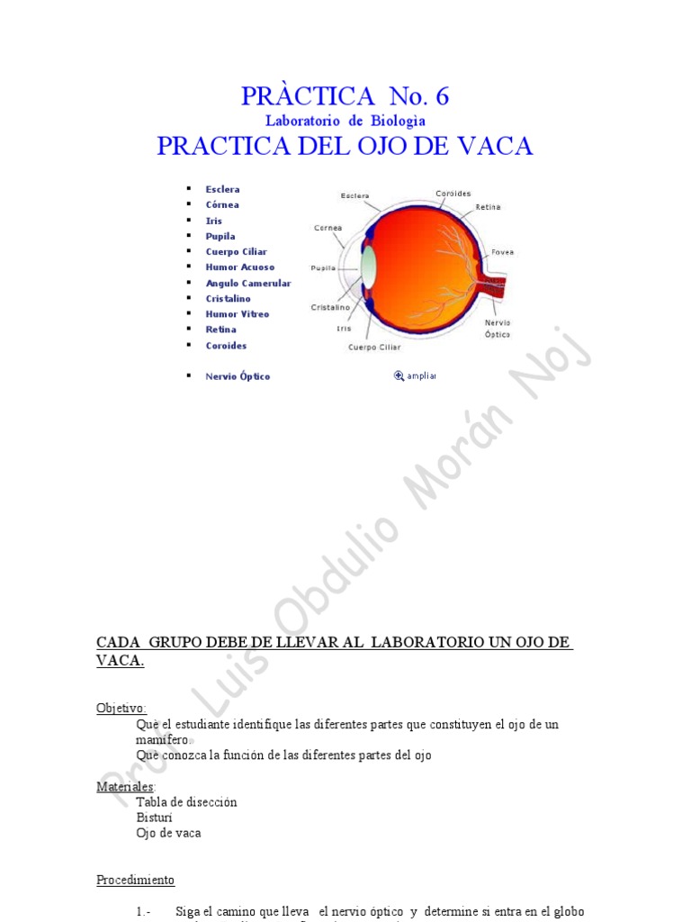 Práctica de Anatomía del Ojo de Vaca | PDF | Ojo humano | Percepción visual
