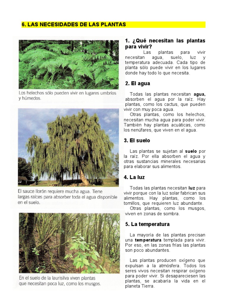 6.las Necesidades de Las Plantas | PDF | Plantas | Raíz