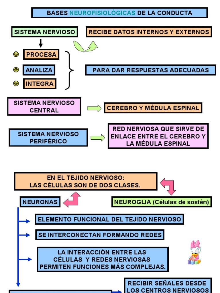 Bases Neurofisiológicas de la Conducta