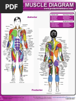 Muscle Anatomy | PDF | Joints | Lower Limb Anatomy