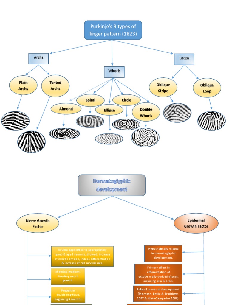 Purkinje's 9 Types of Finger Pattern Dan Dermatoglyphic Development | PDF