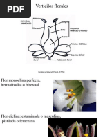 Tipos de Androceo en Flores | PDF