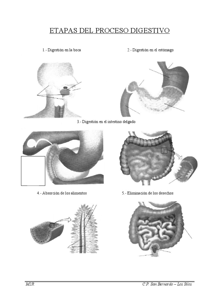 Etapas Del Proceso Digestivo | PDF