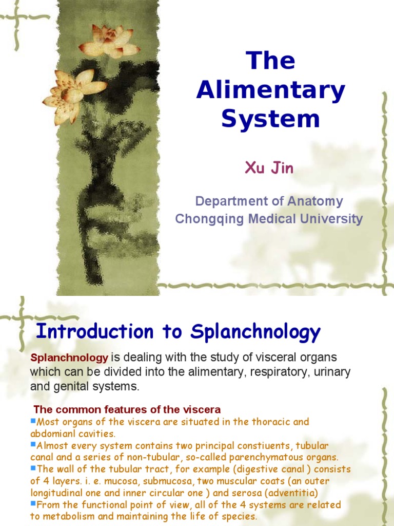 7th-The Alimentary System | PDF | Human Digestive System ...