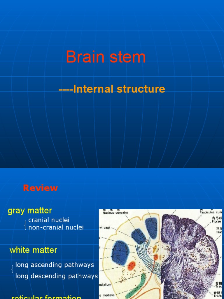 Brain Stem: - Internal Structure | PDF | Brainstem | Neuroanatomy
