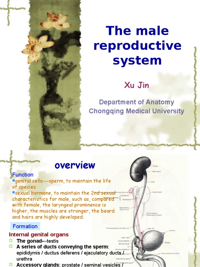 The Male Reproductive System | PDF | Testicle | Reproductive System