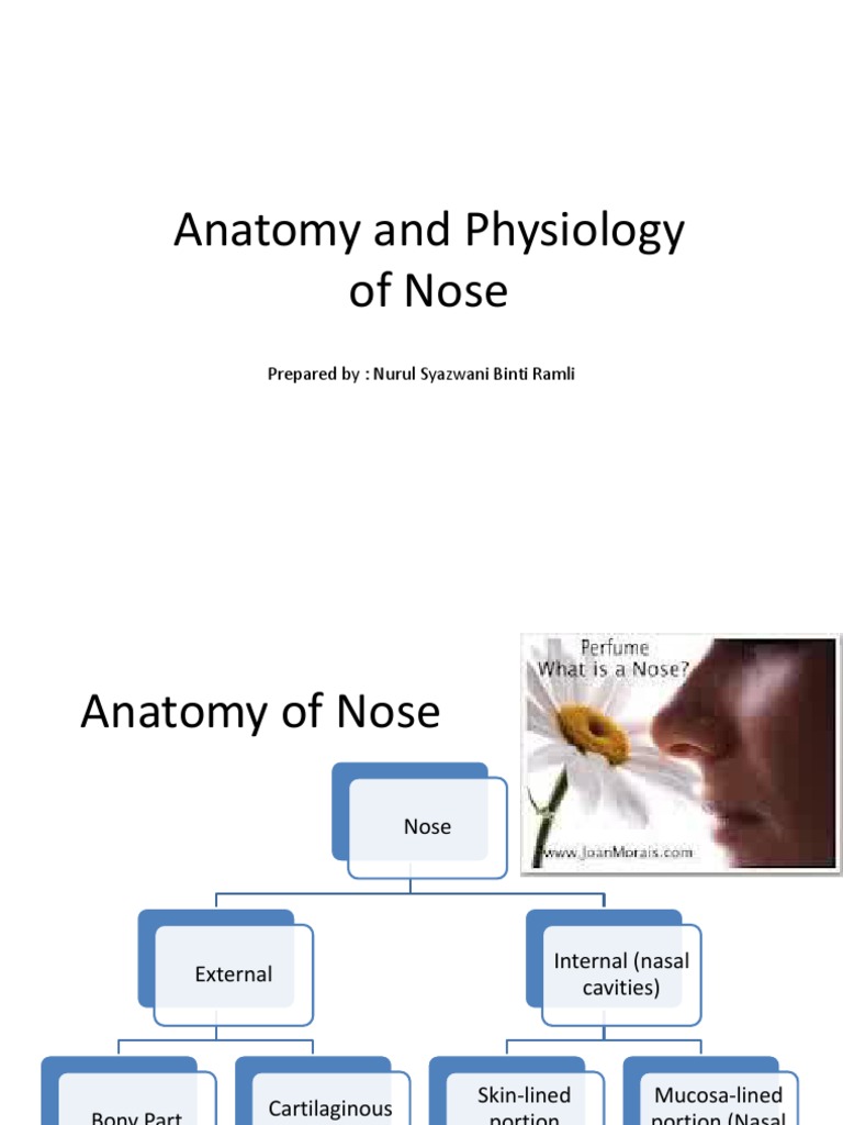 Anatomy and Physiology of Nose | PDF | Human Nose | Mucus