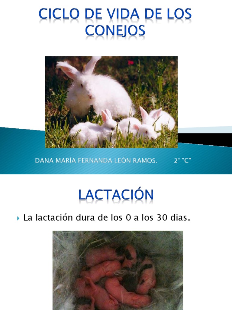 Ciclo de Vida de Los Conejos