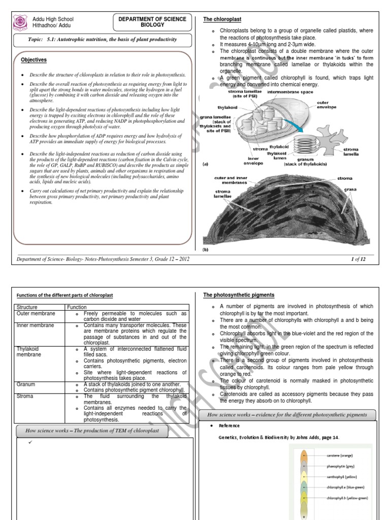 Photosynthesis Notes | PDF | Photosynthesis | Chlorophyll