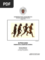 Origen y Causas Del Bipedismo de Los Homínidos | Bipedalismo | Pelvis