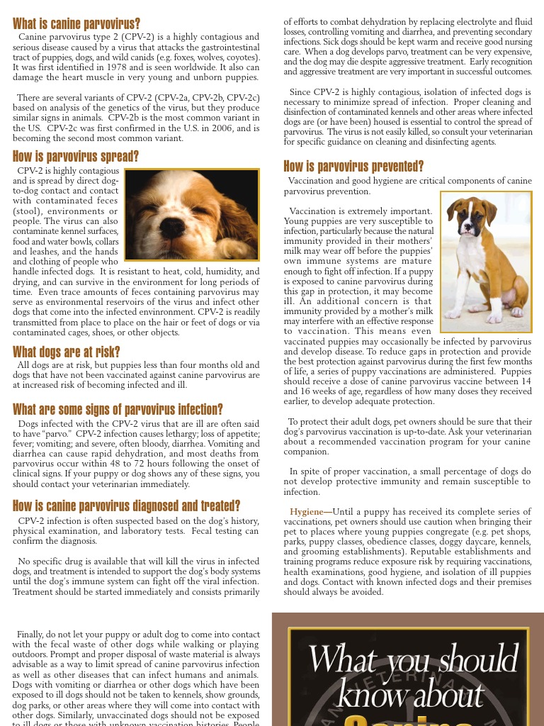 Parvo Brochure | PDF | Infection | Dogs