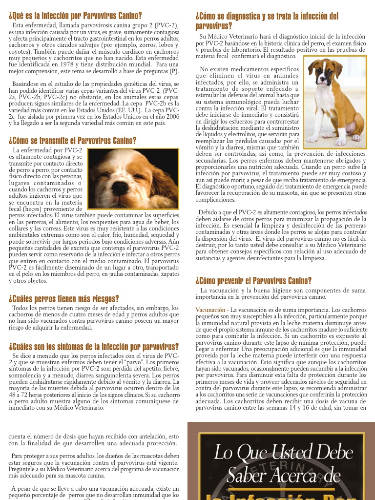 Parvo Brochure Spanish | PDF | Perros | Virus