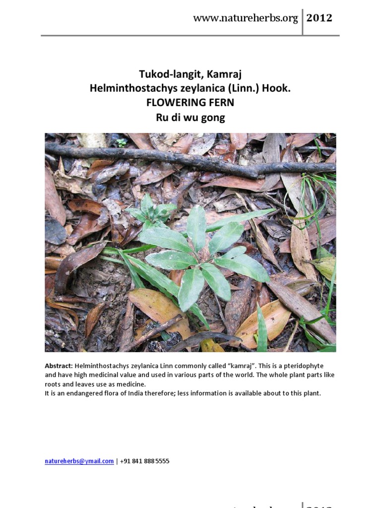 Helminthostachys Zeylanica (L.) Hook., Kamraj, Tukod Langit | PDF ...