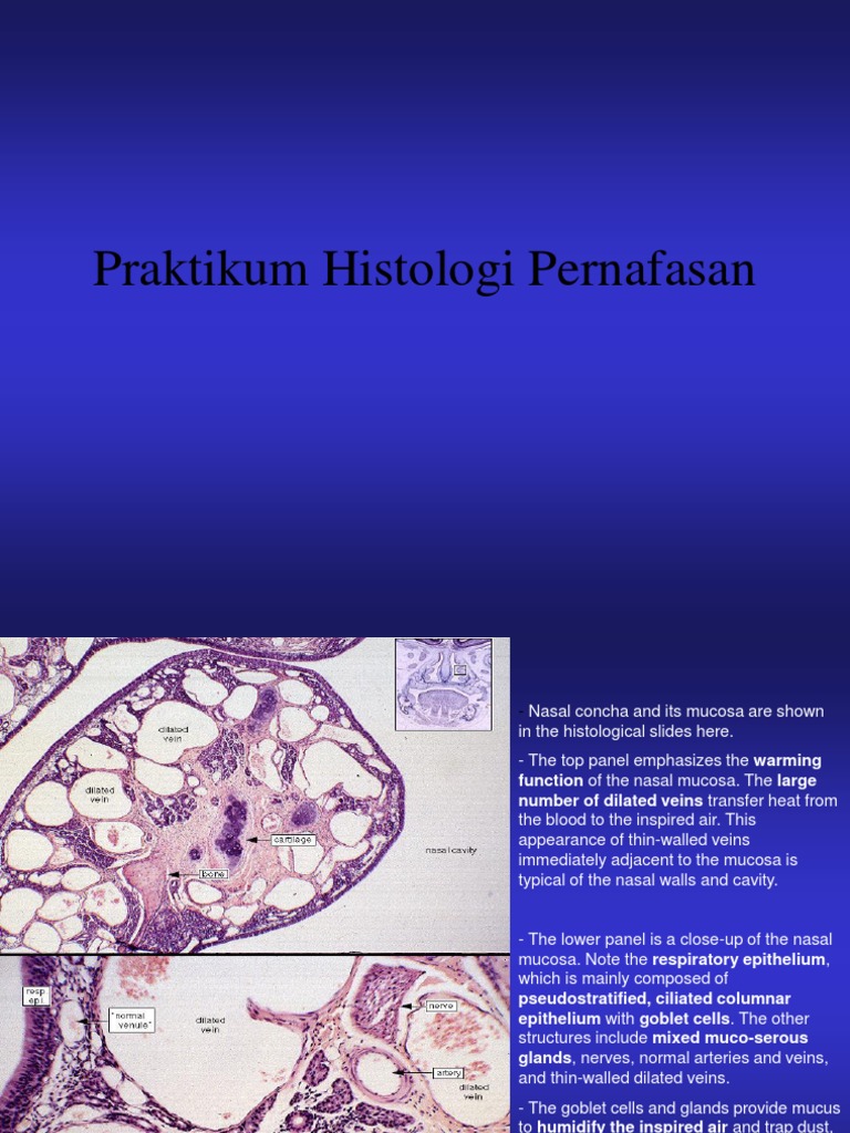 Respiratory Histology Download Free Pdf Epithelium Lung