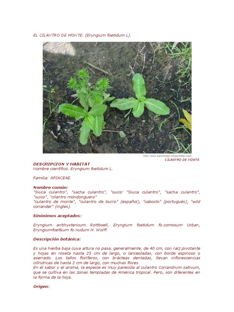 Cilantro de Monte: Características y Usos | PDF | Cilantro | Agronomía