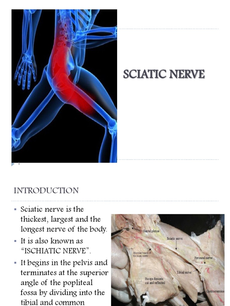Siatic Nerve | Musculoskeletal System | Animal Anatomy