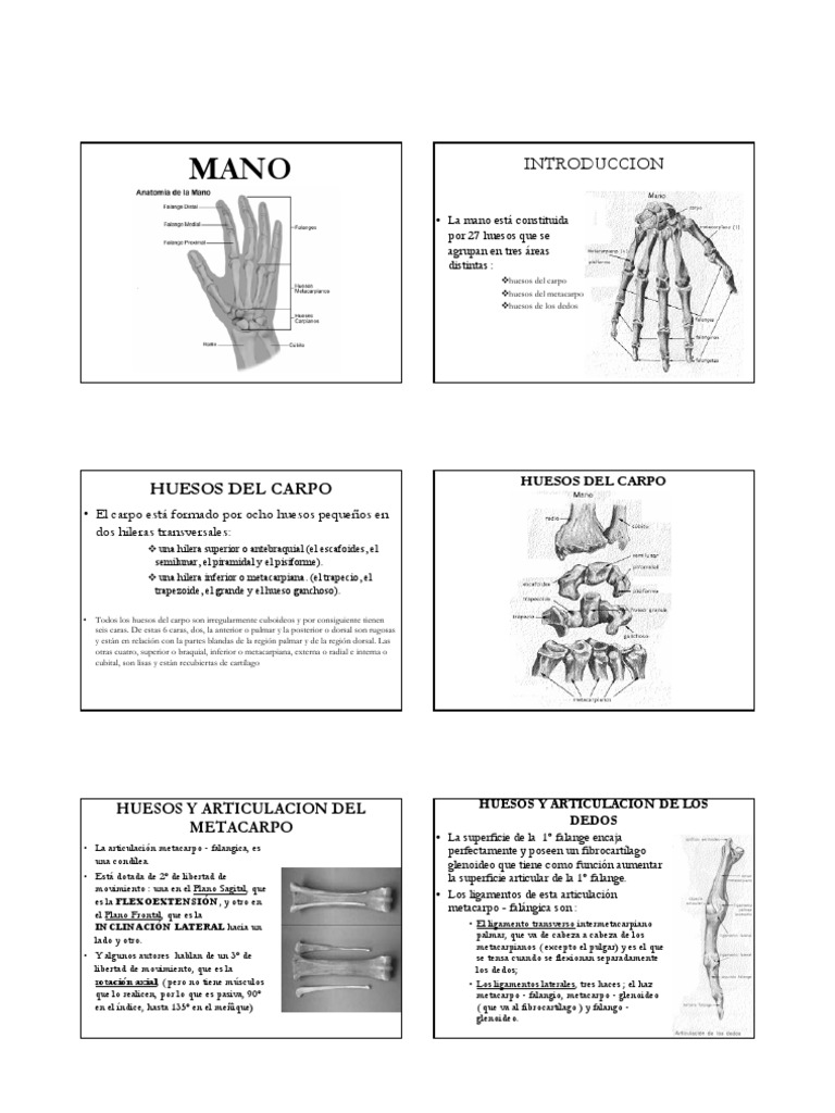 Biomecánica Del Carpo | PDF | Mano | Sistema musculoesquelético