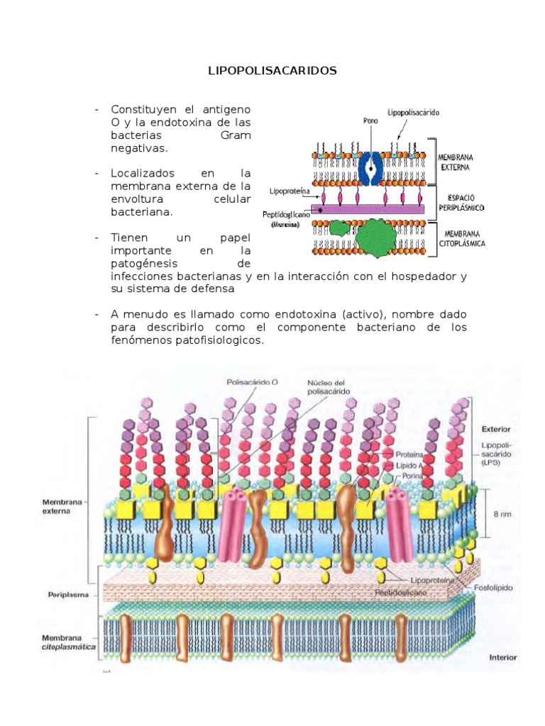 LIPOPOLISACARIDOS | Biosíntesis | Lipopolisacárido