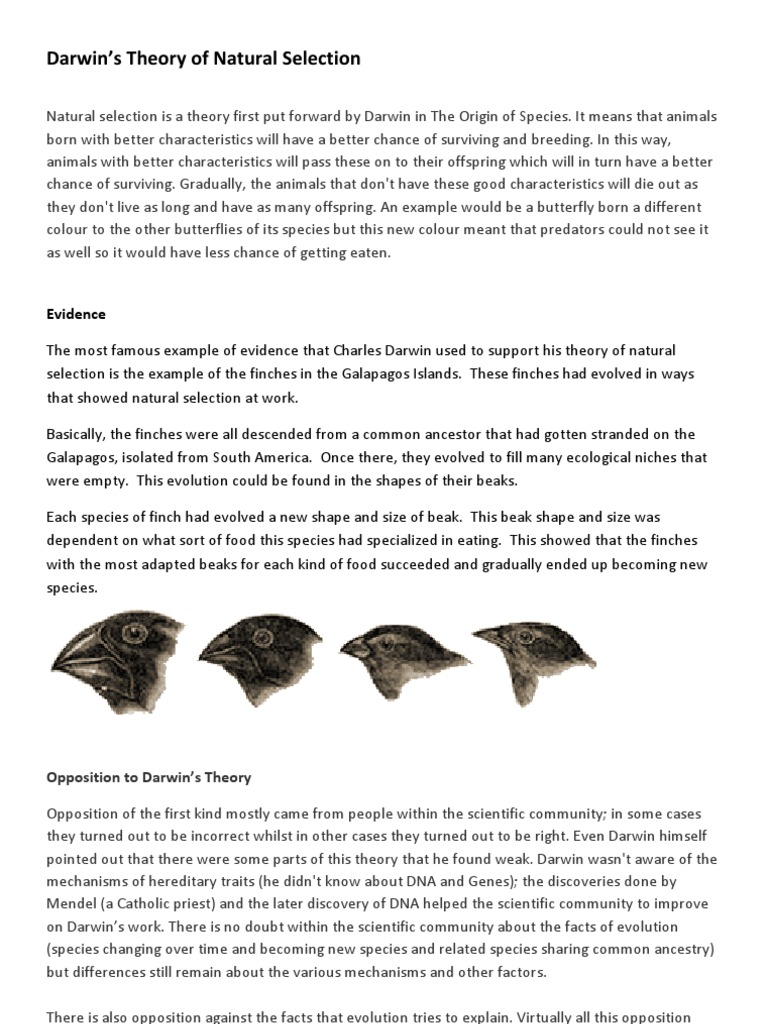 Darwin's Natural Selection Explained | PDF | Natural Selection | Evolution