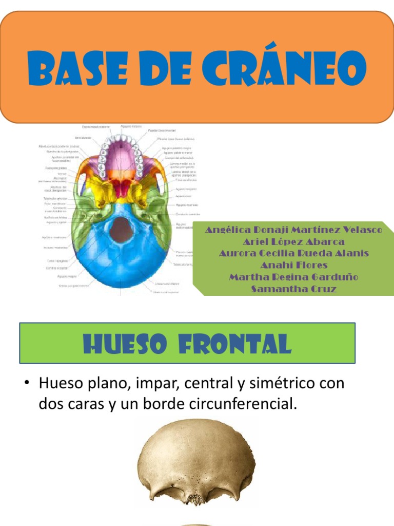 Exposicion Base de Craneo | PDF | Cráneo | Sistema esquelético